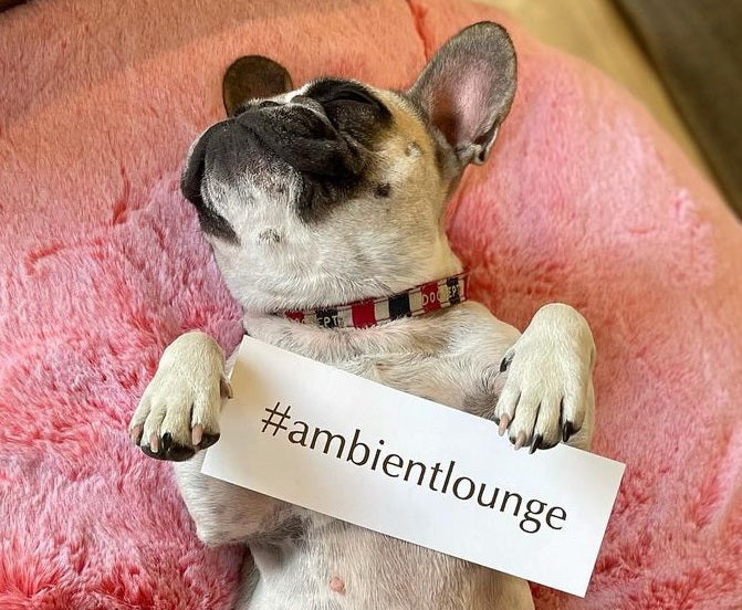 Las razas de perro favoritas de Chile