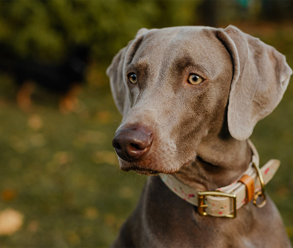 Cómo Mantener a tu Elegante Compañero Weimaraner Feliz y Cómodo